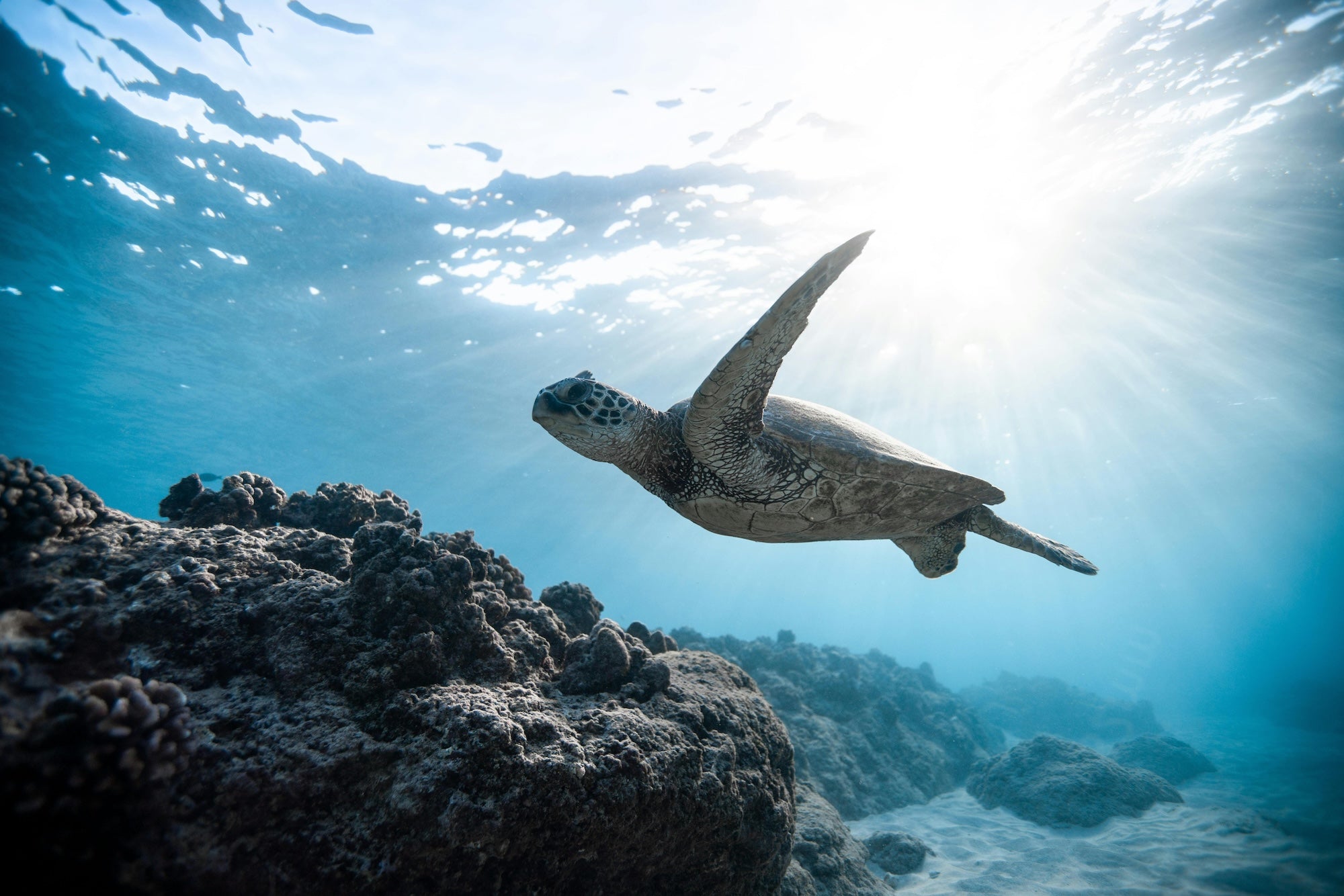 Florida Keys Marine Life: Top Species to Spot While Diving – Grateful Diver